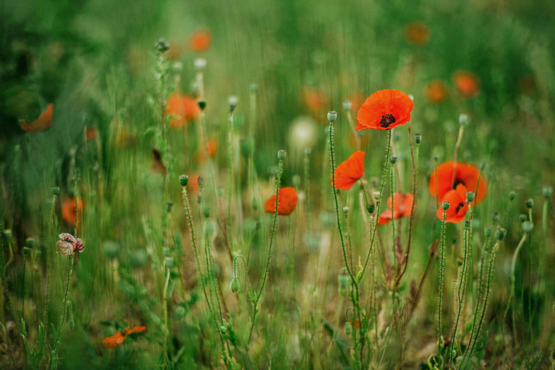 Our history - Save Our Seeds